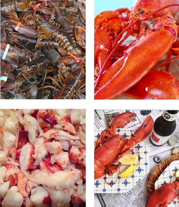 Nantucket Cooked Lobster, Live Lobster From Sayle's Seafood